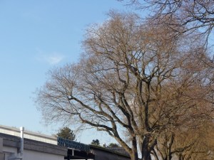 Sofi Was Early, the Sun Was Late – pictures imperfect blog